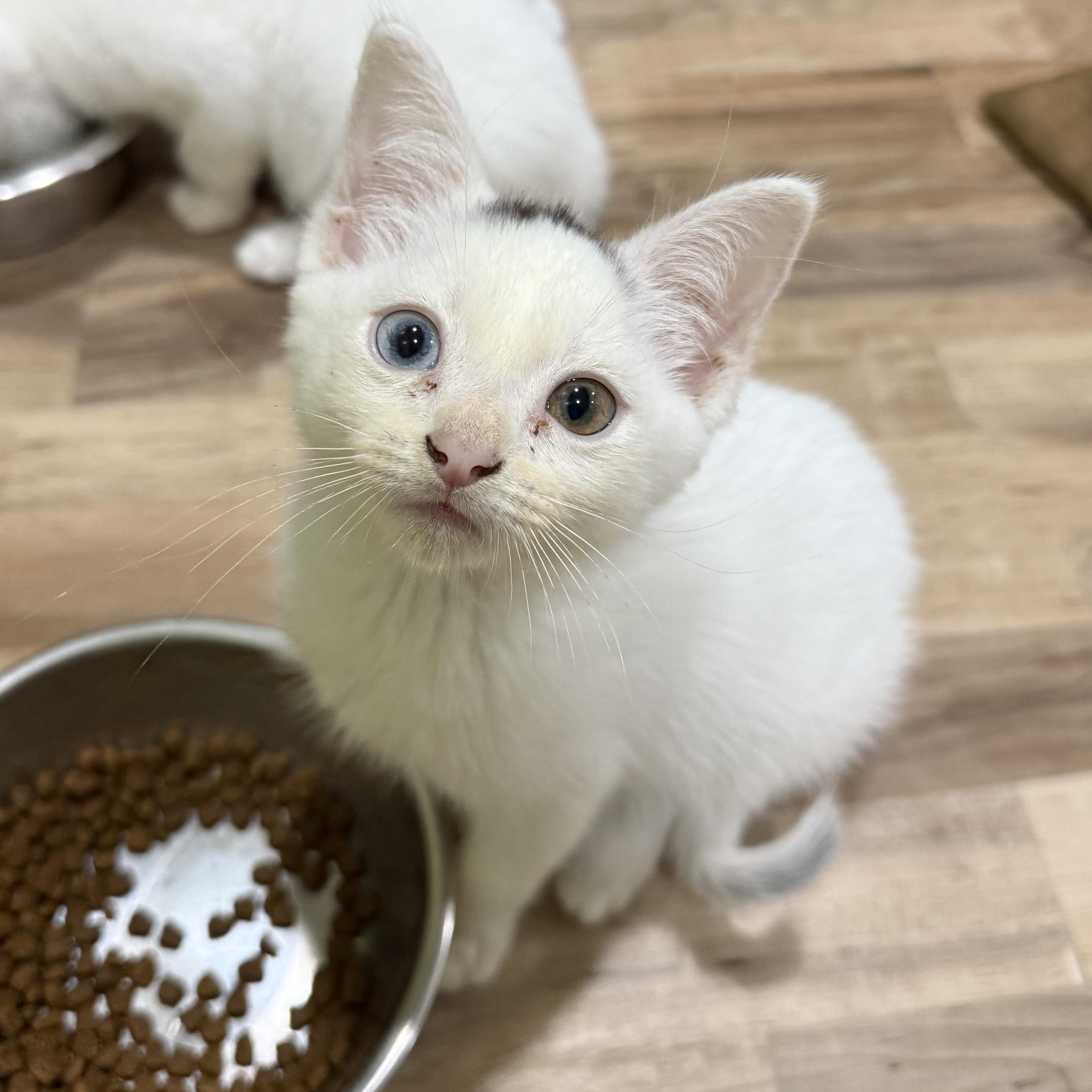 Adopt Ms. Norbury Today - Pets TheCountyOffice