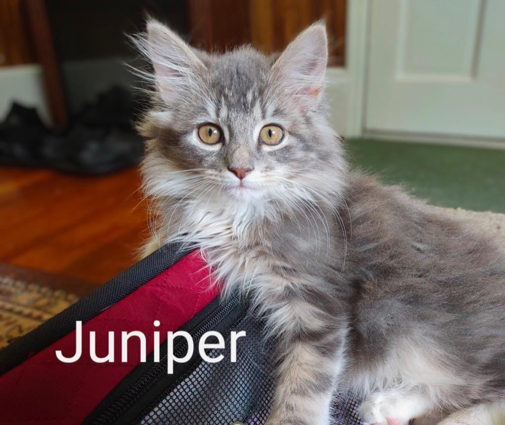Adopt Juniper Today - Pets TheCountyOffice