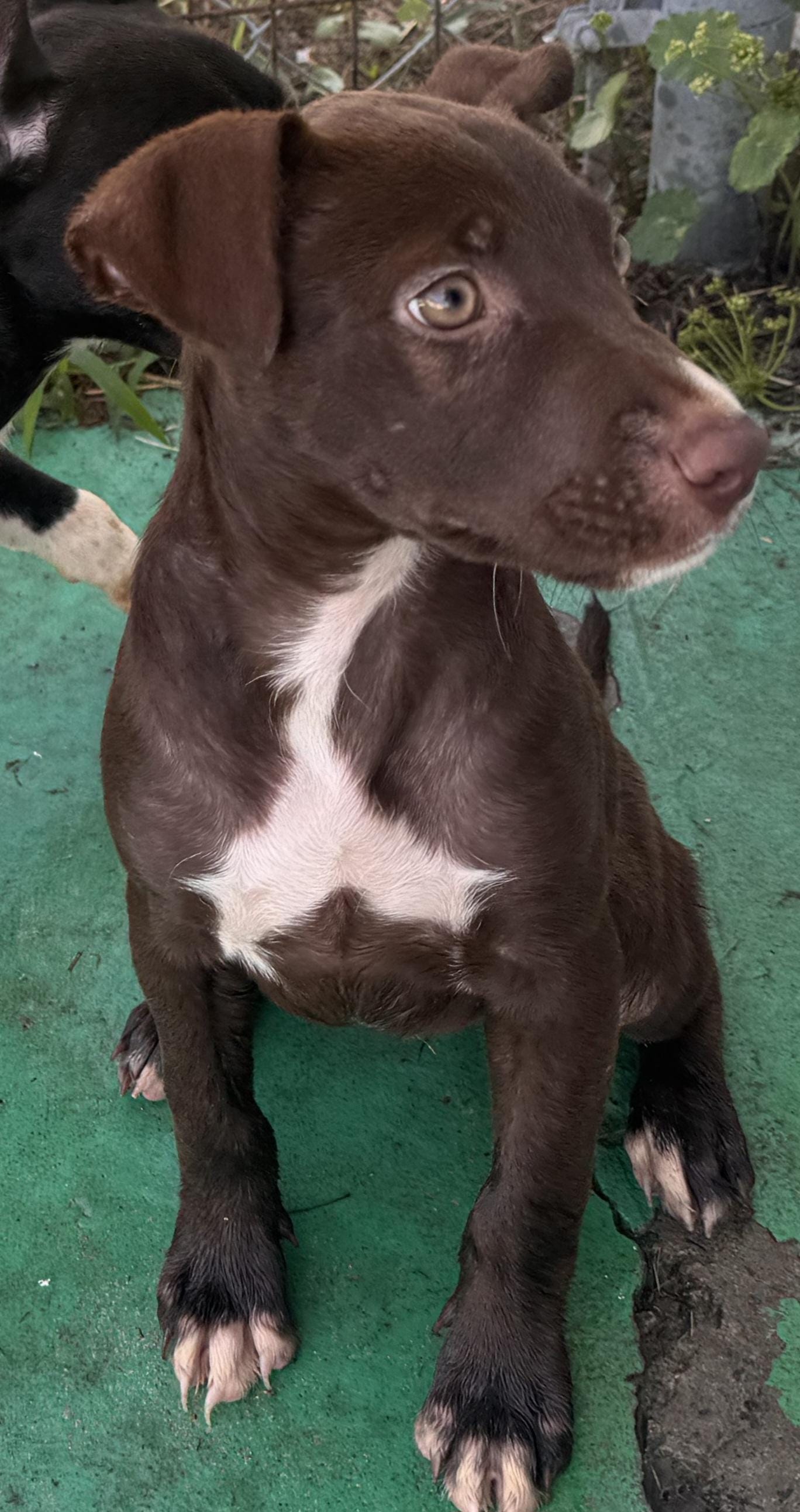 Adopt COCONUT Today - Find Paw Pal