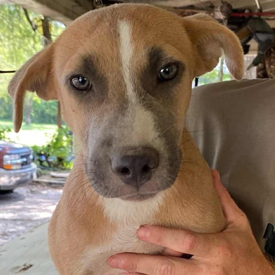 Adopt Pearl the Precocious Pit Mix Today - Pets TheCountyOffice