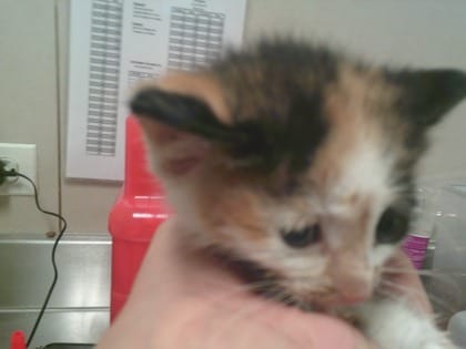 Adopt Choo Today - Pets TheCountyOffice