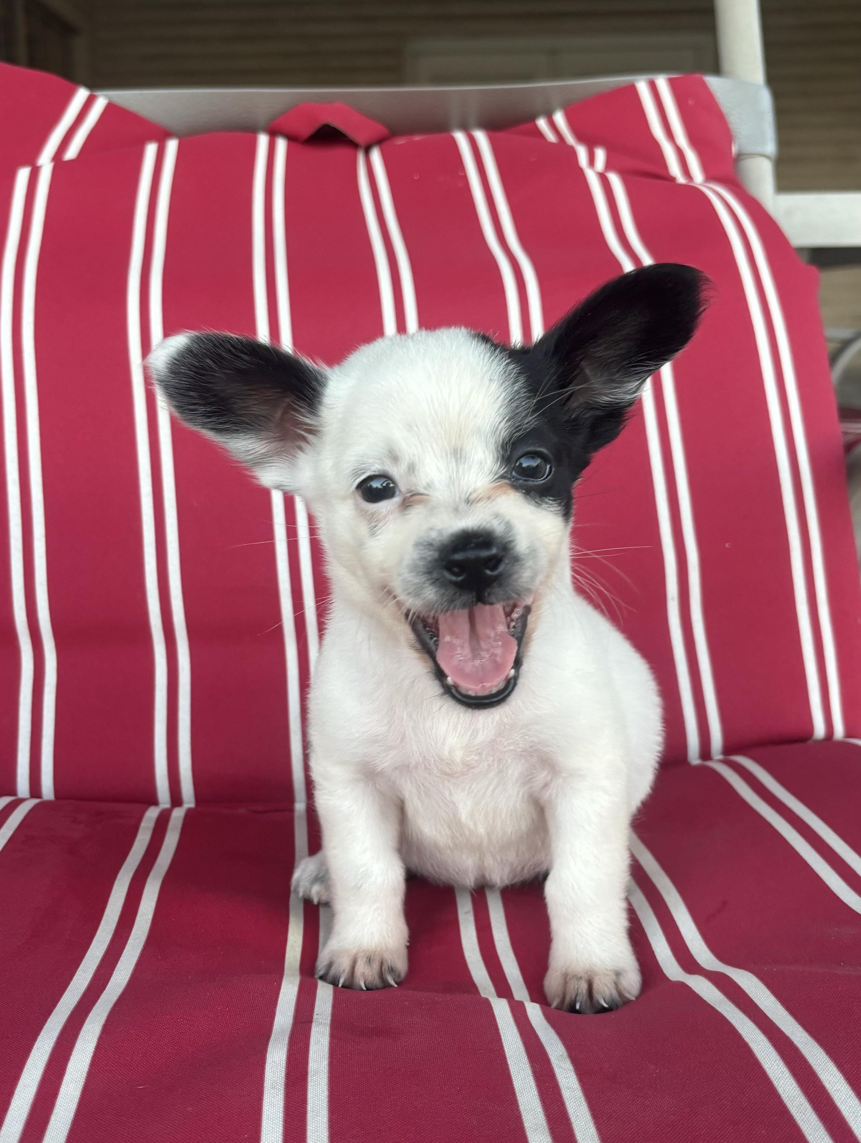 Adopt Eevee Today - Pets TheCountyOffice