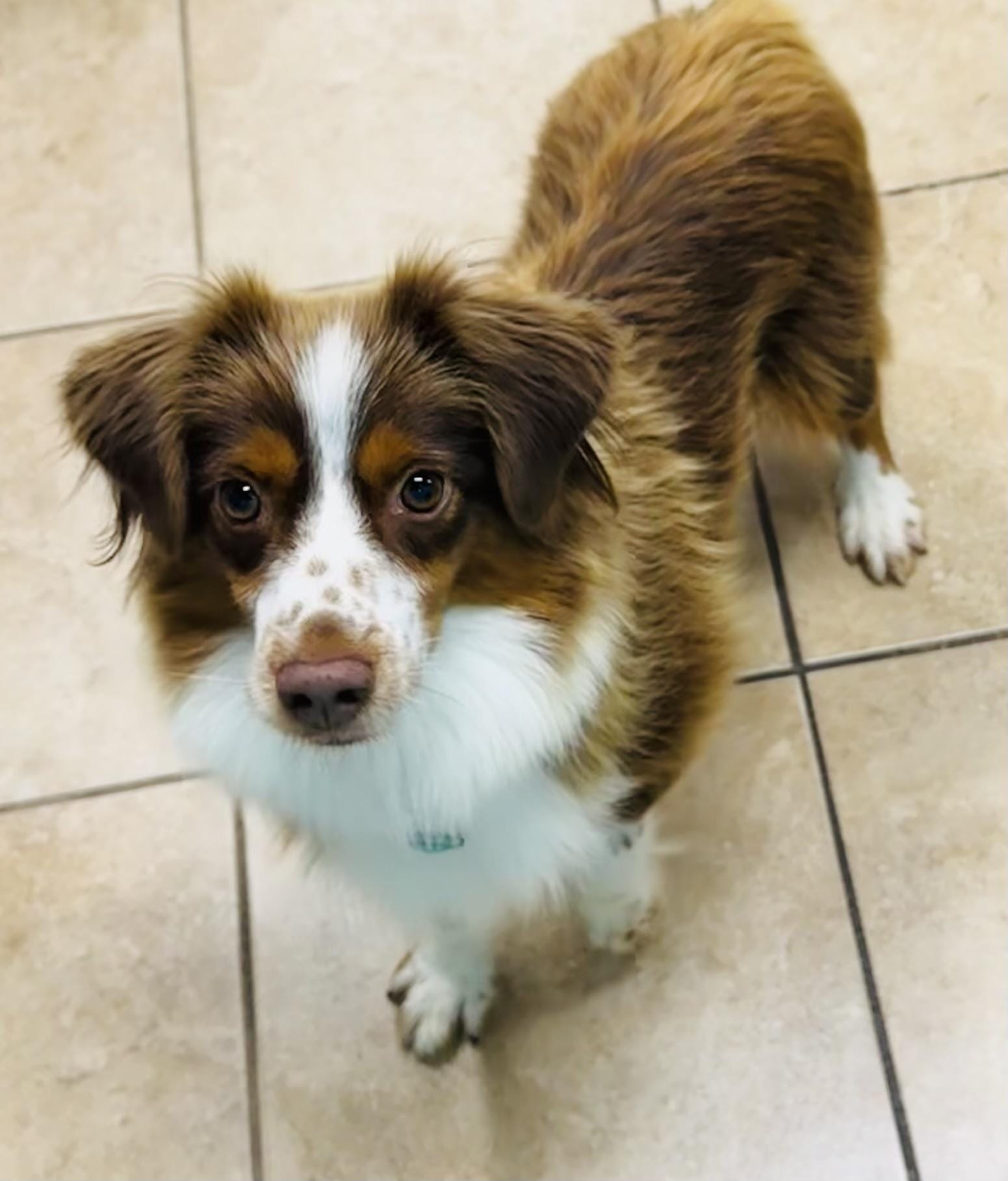 Adopt Vera Today - Find Paw Pal