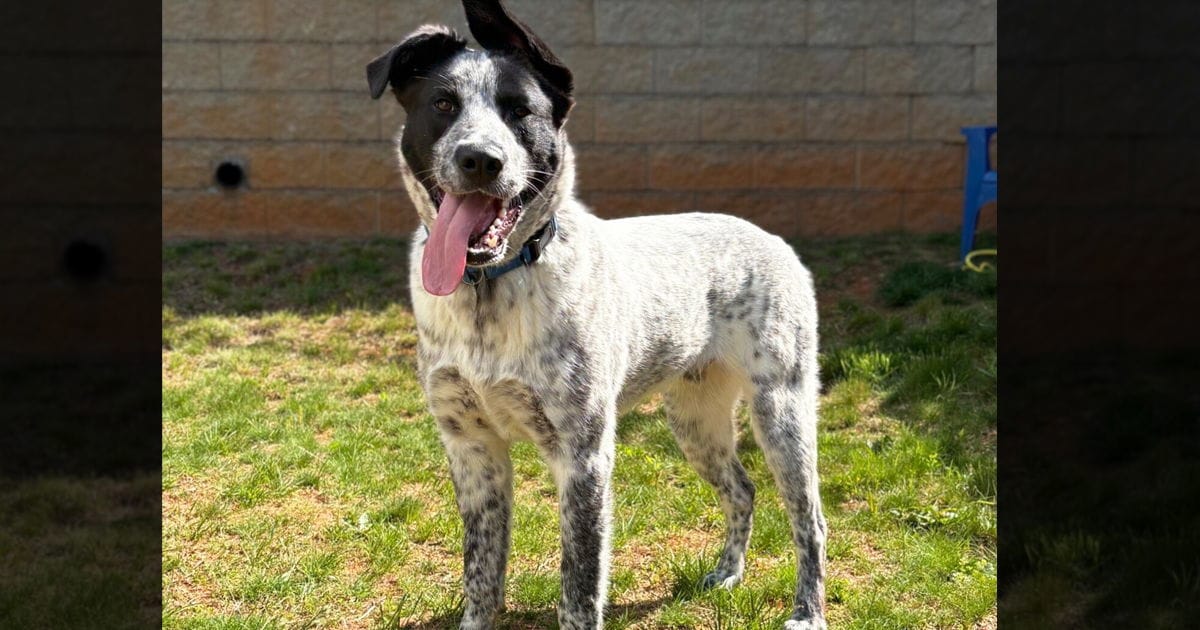 Adopt Marvin Today - Find Paw Pal