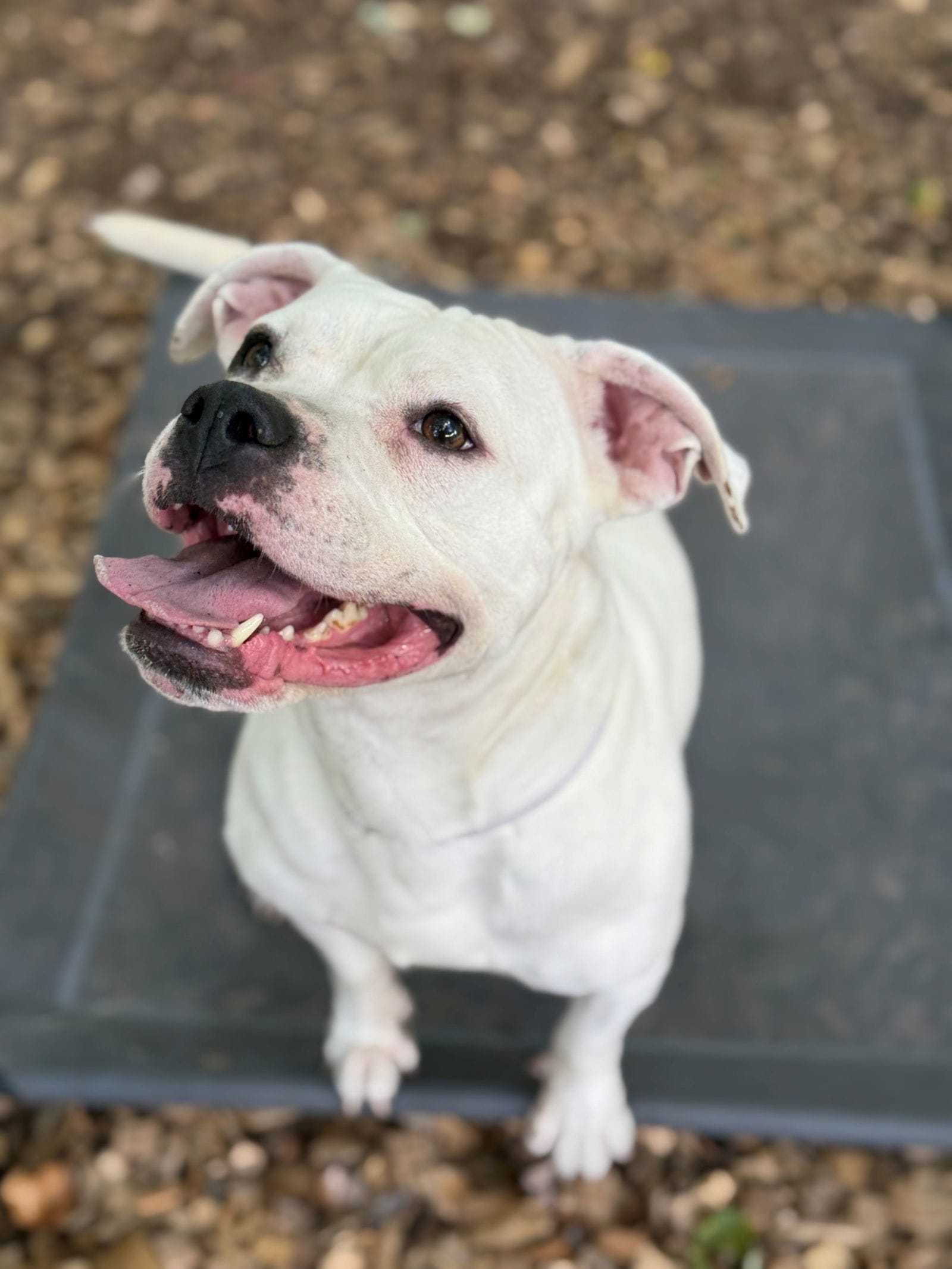 Adopt 48174 - Icey Blue Today - Find Paw Pal