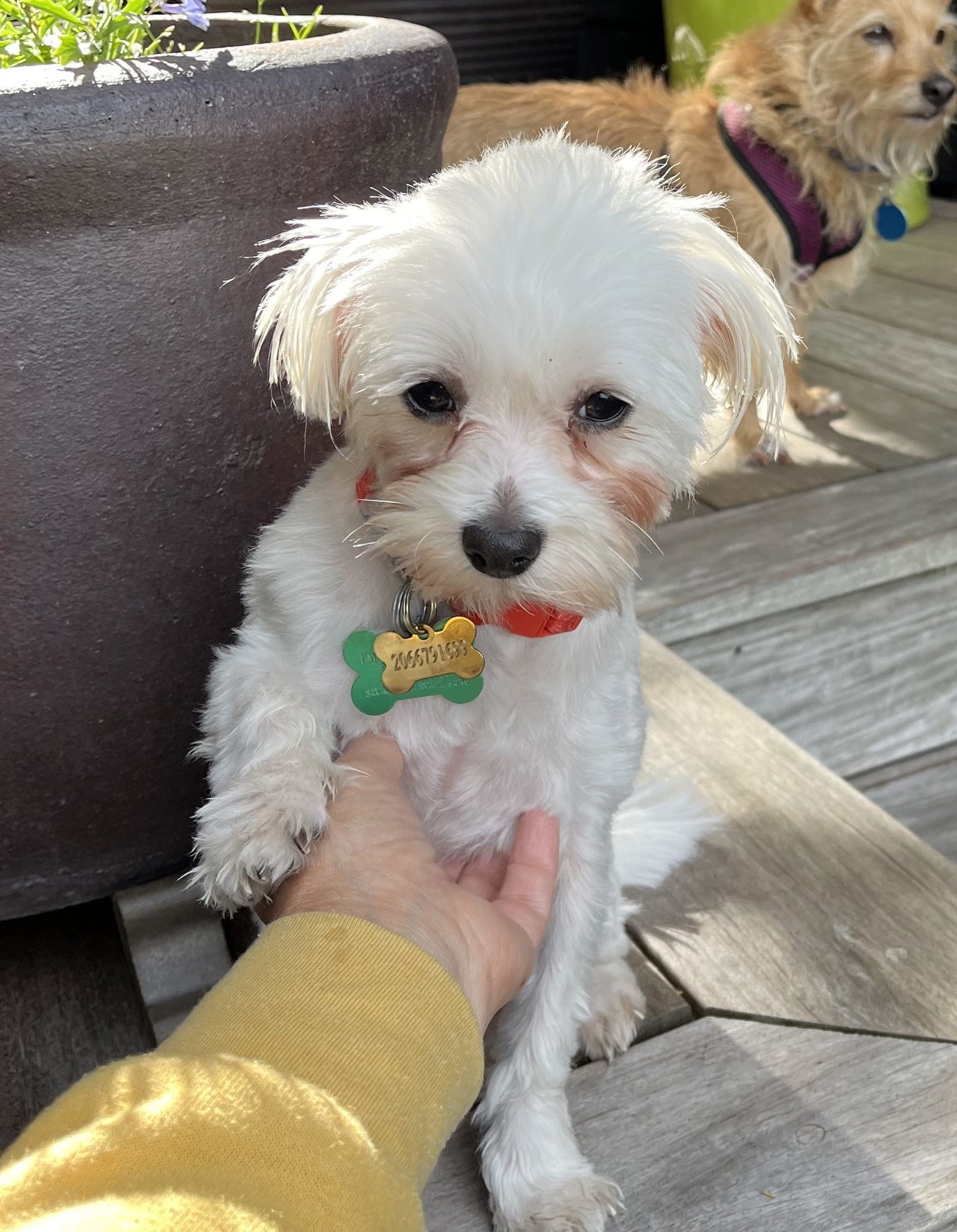 Adopt Junie B Today - Find Paw Pal