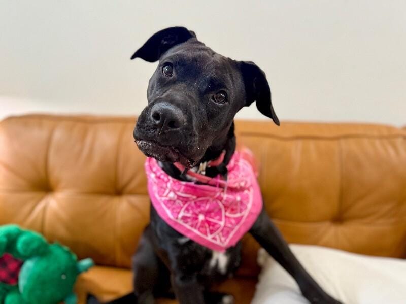 Adopt Beverly Beans Keeper of the couch Today - Find Paw Pal