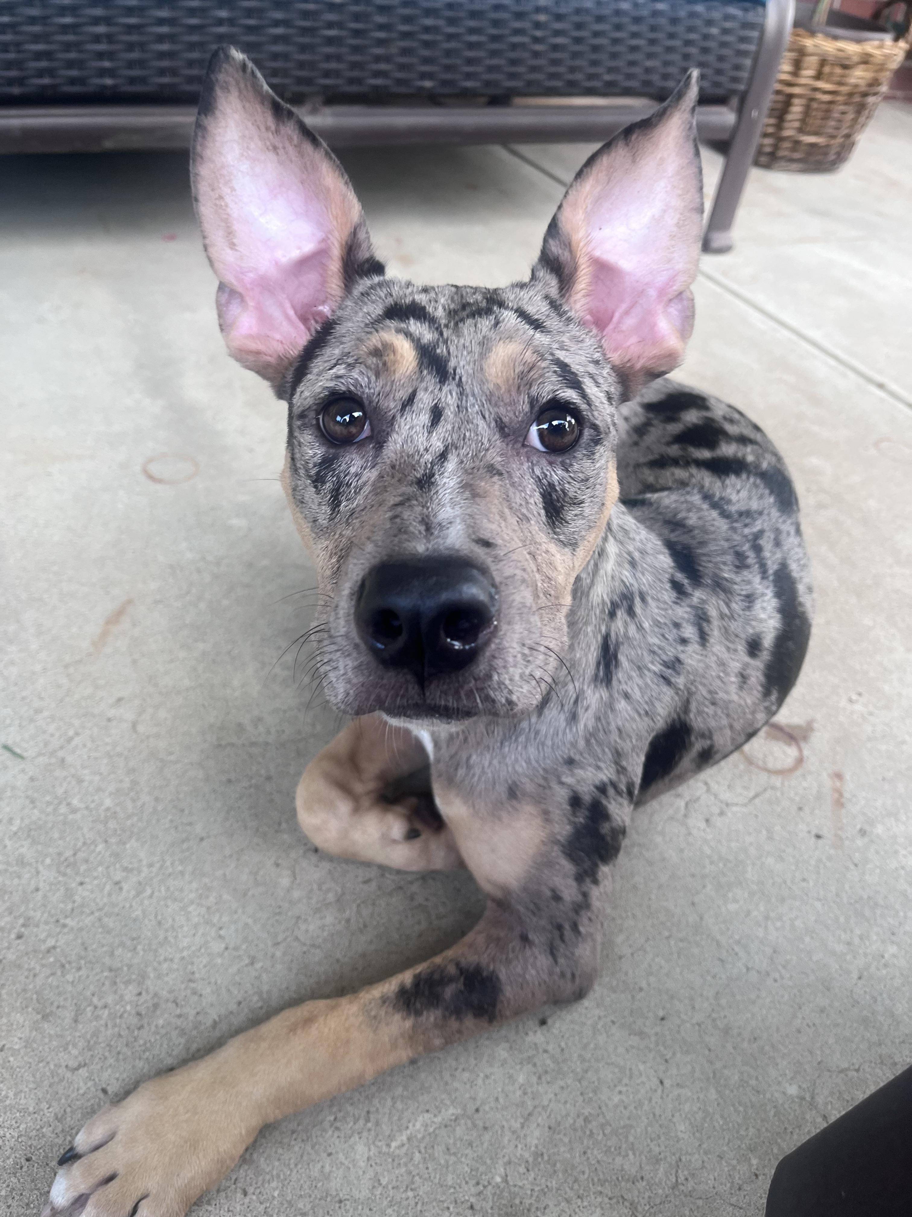 Adopt Tilly Today - Find Paw Pal