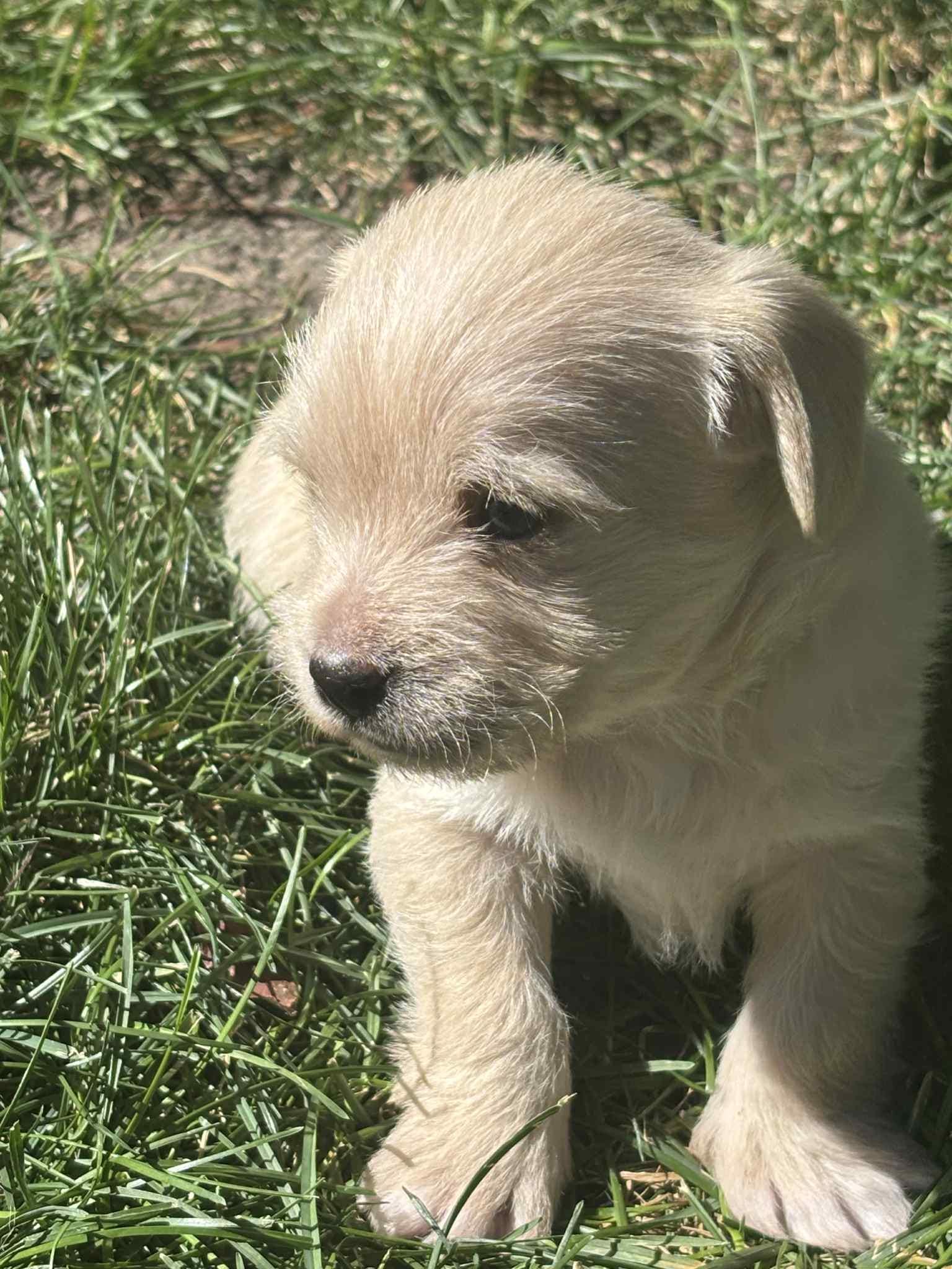 Adopt Aapa Today - Pets TheCountyOffice