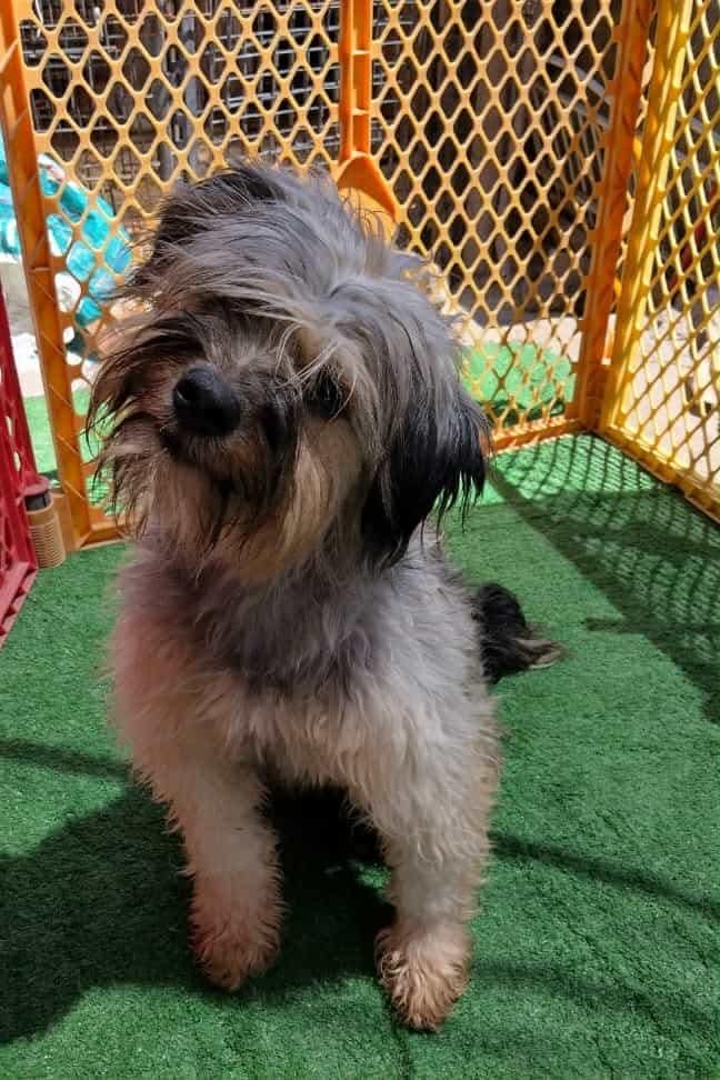Adopt Milly Today - Find Paw Pal