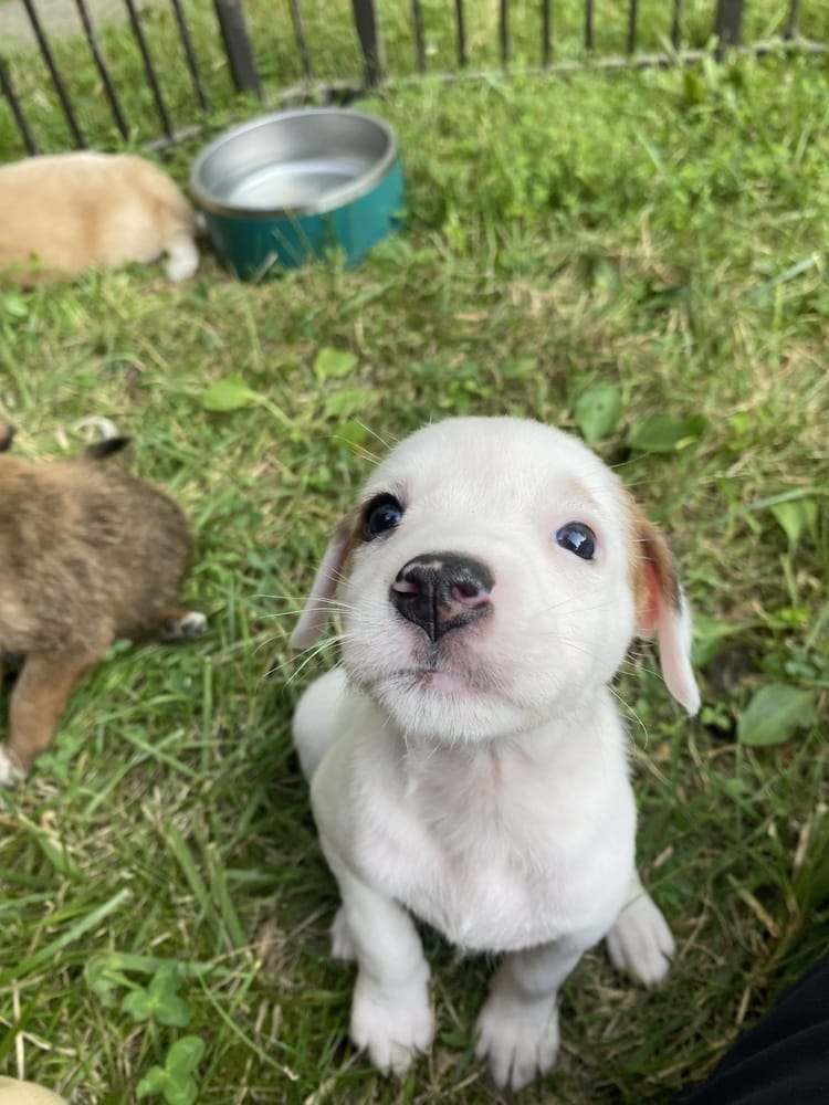 Adopt Octonauts : Professor Inkling Octopus Today - Find Paw Pal