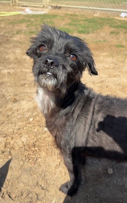 Adopt Goofy Today - Pets TheCountyOffice