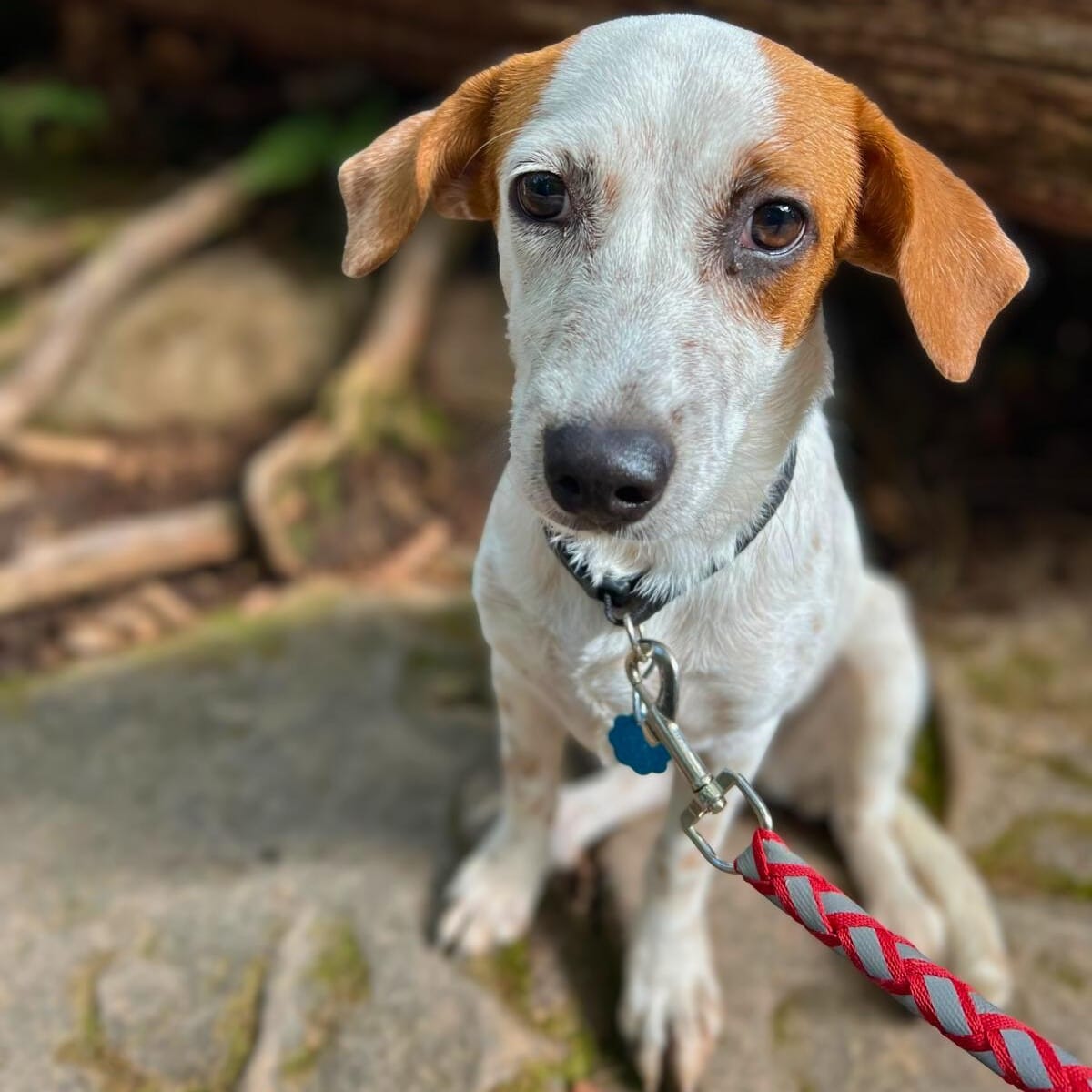 Adopt Meet Harper Finn – The Beagle with the Best Ears in Town! Today - Find Paw Pal