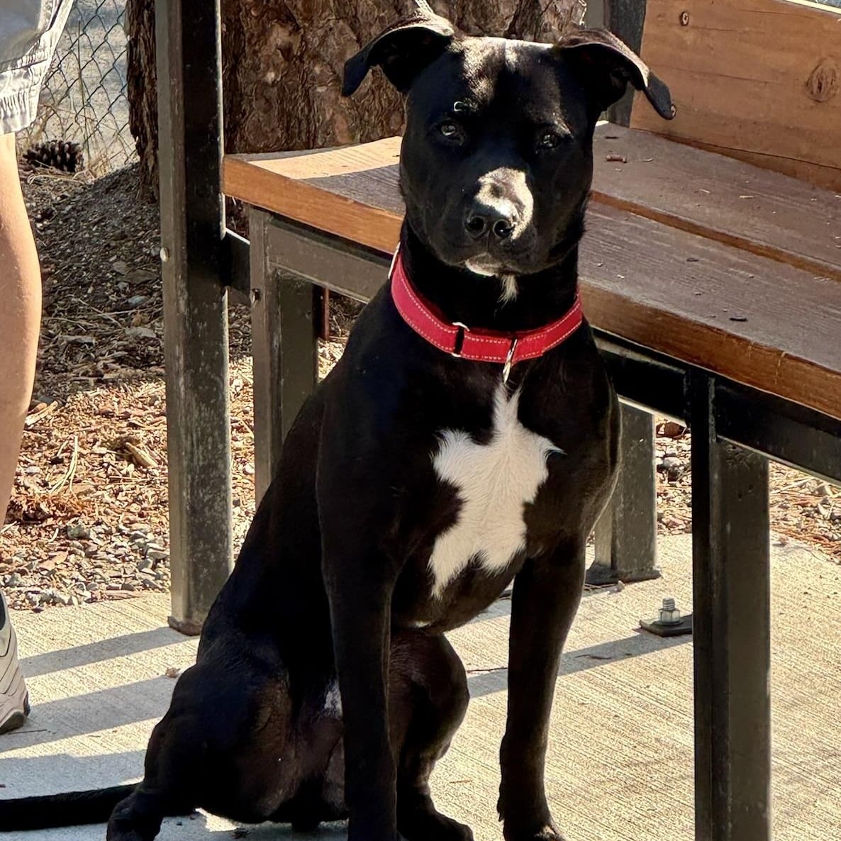 Adopt PePe- Cuddlebug Today - Find Paw Pal