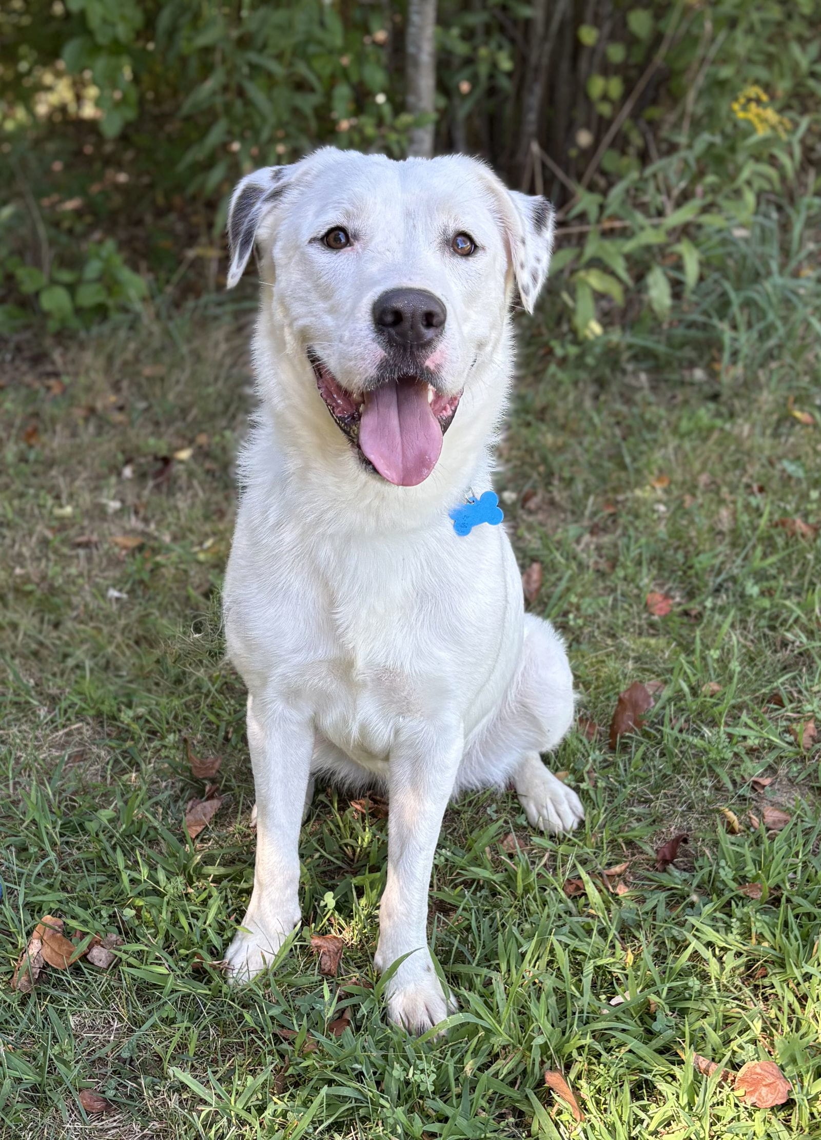 Adopt Gunner Today - Pets TheCountyOffice