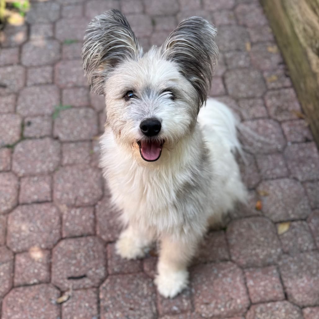 Adopt Sweet Pea Today - Find Paw Pal
