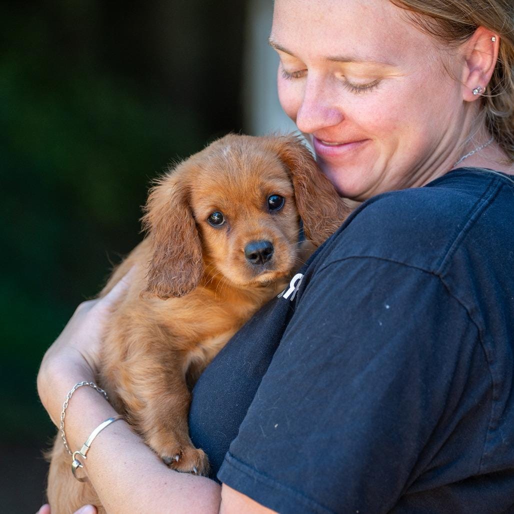 Adopt Jack Today - Pets TheCountyOffice