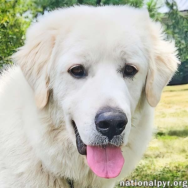 Adopt Appa in KY - Loves Car Rides! Today - Pets TheCountyOffice