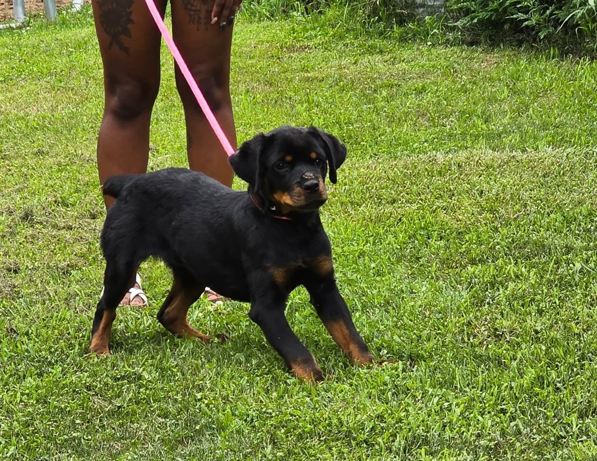 Adopt Buttercup Today - Find Paw Pal