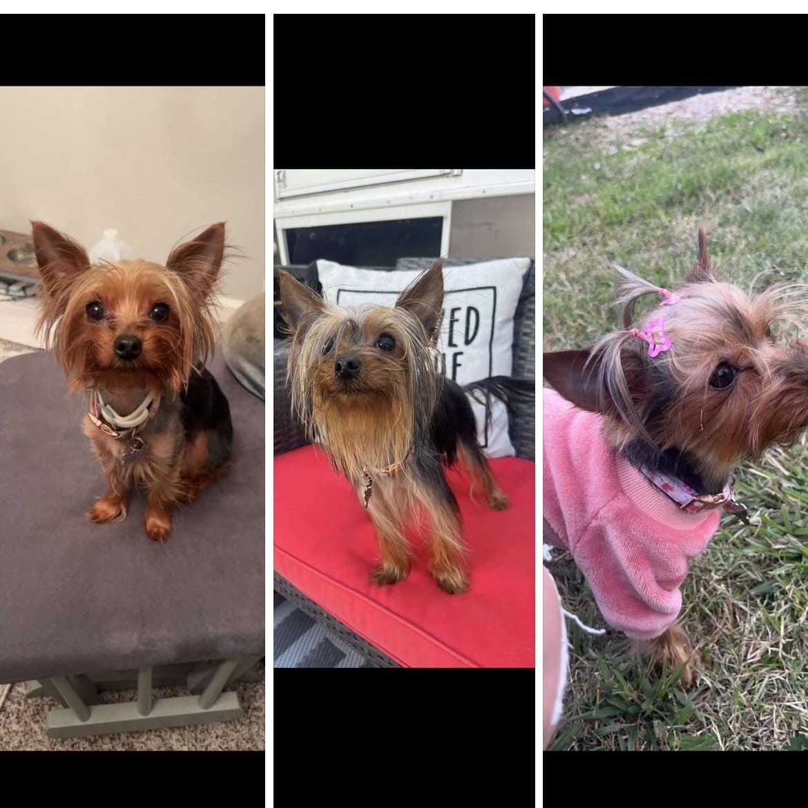 Adopt Maya Today - Pets TheCountyOffice