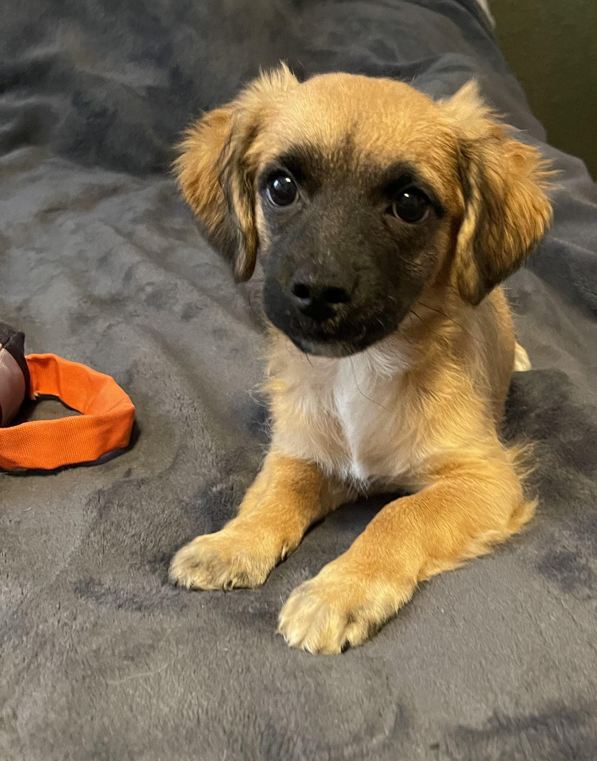 Adopt Alexander Today - Pets TheCountyOffice