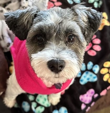 Adopt Garbo Today - Pets TheCountyOffice