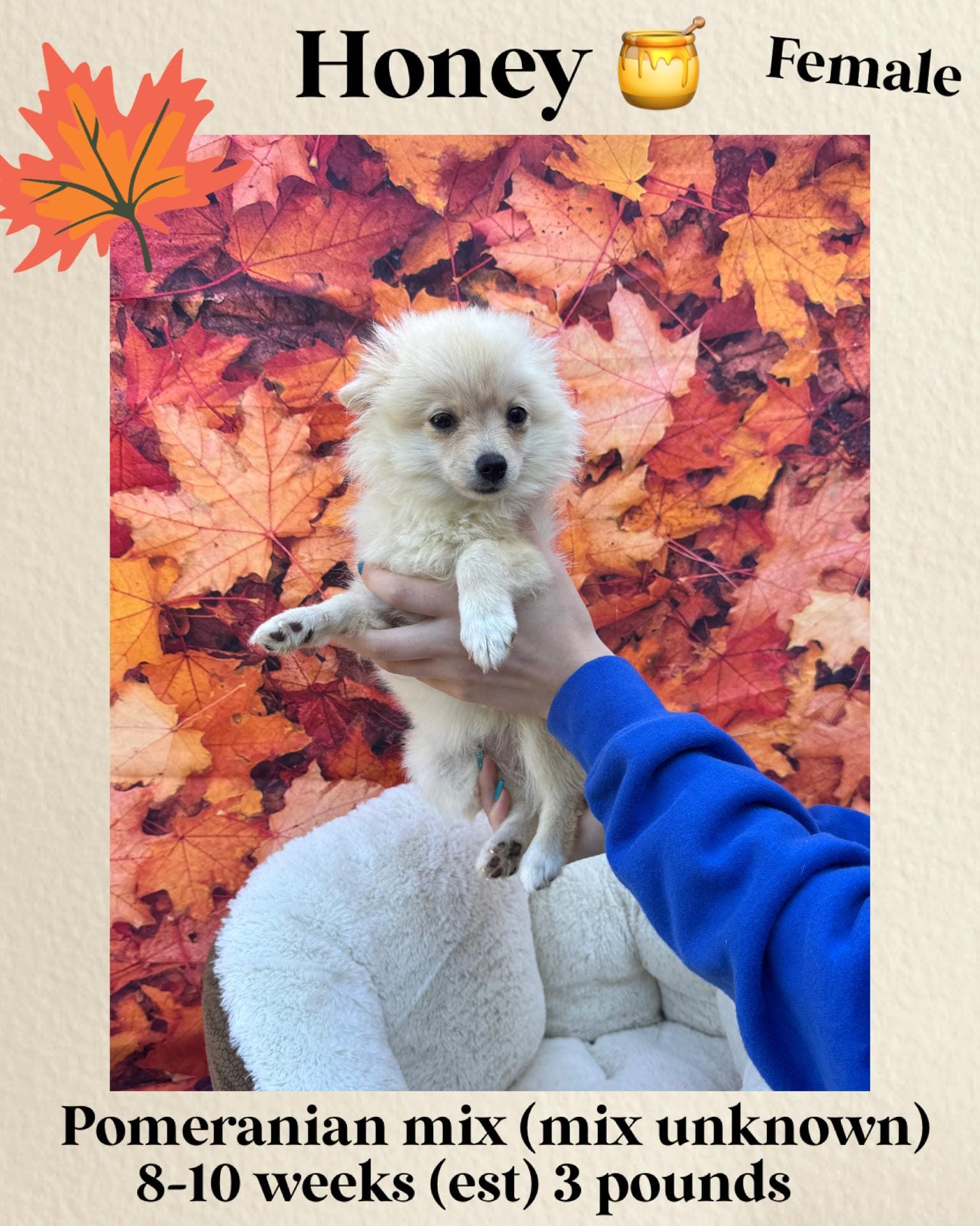 Adopt Honey Today - Pets TheCountyOffice