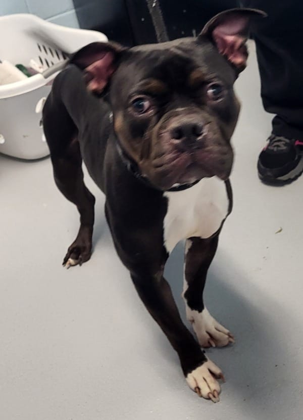 Adopt Pen 191 Wanda Today - Find Paw Pal
