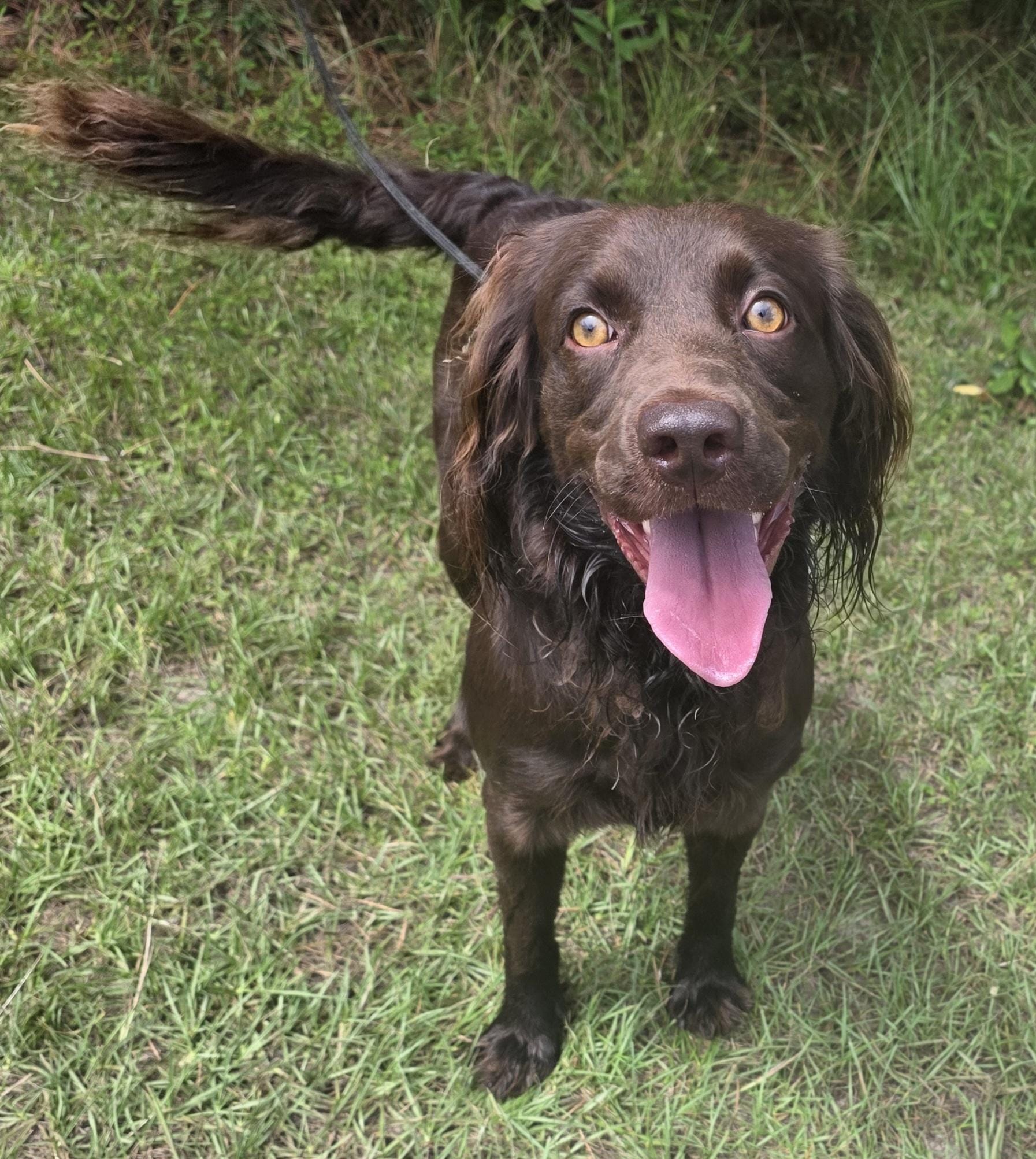 Adopt Charlie Today - Find Paw Pal