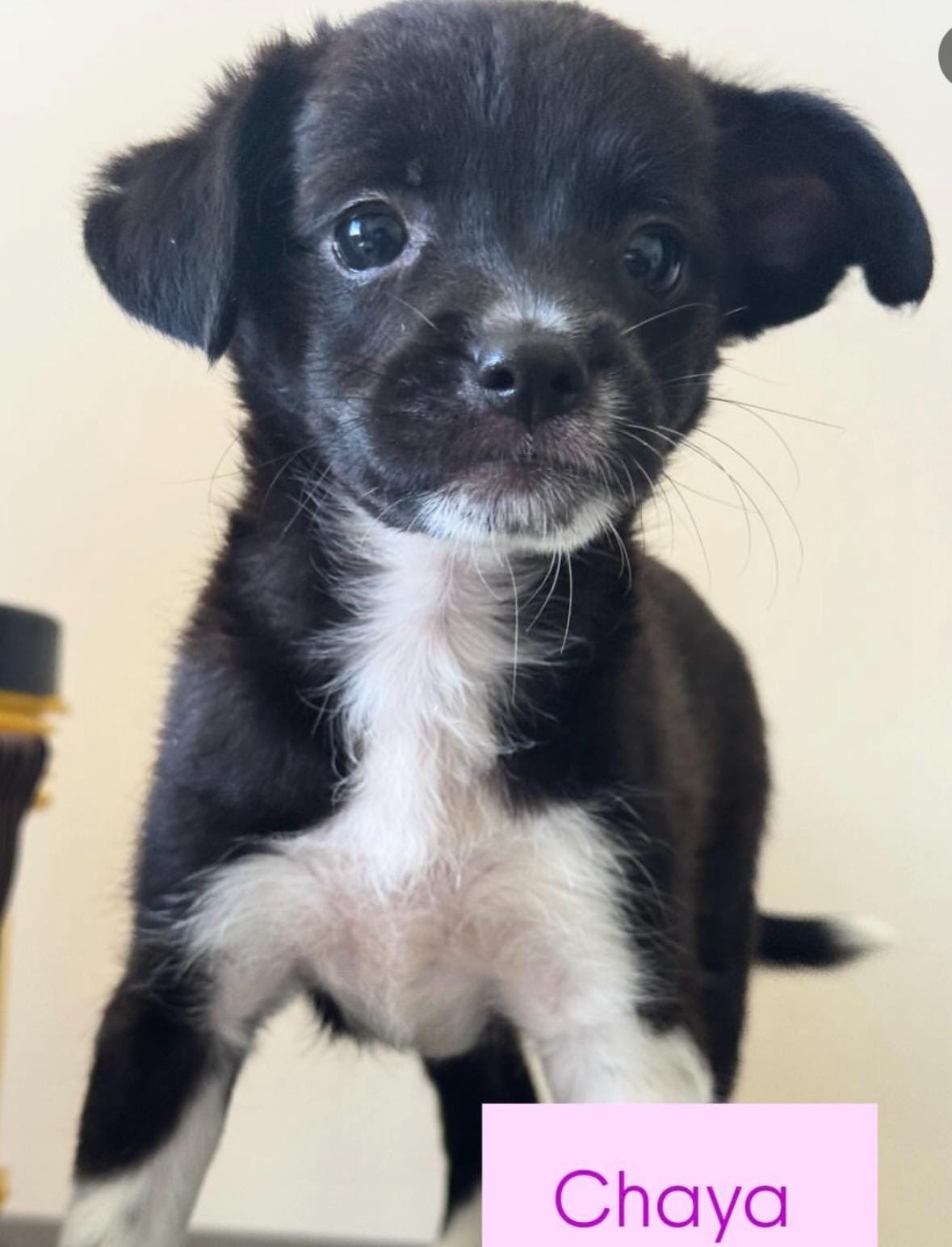 Adopt Chaya - The Pocket Puppy Today - Pets TheCountyOffice