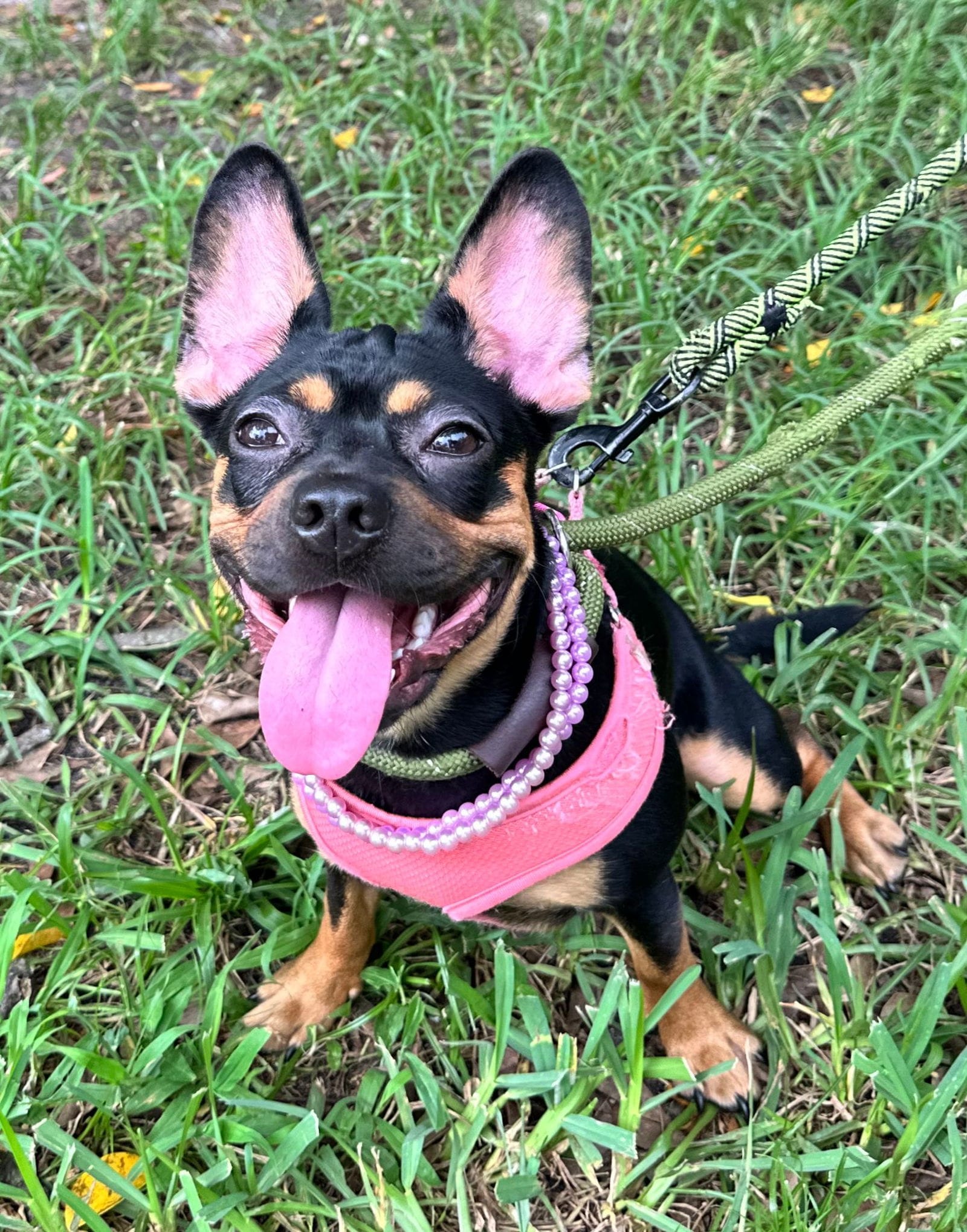 Adopt AURORA Today - Find Paw Pal