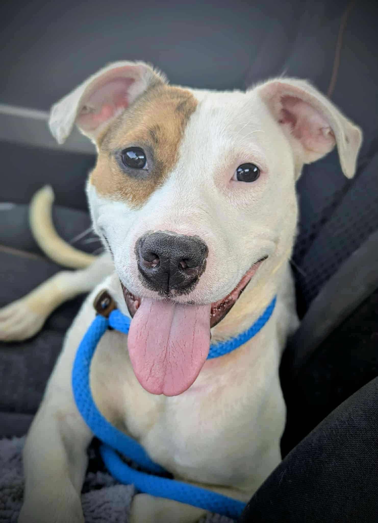 Adopt Bingo (in a FOSTER home) Today - Find Paw Pal