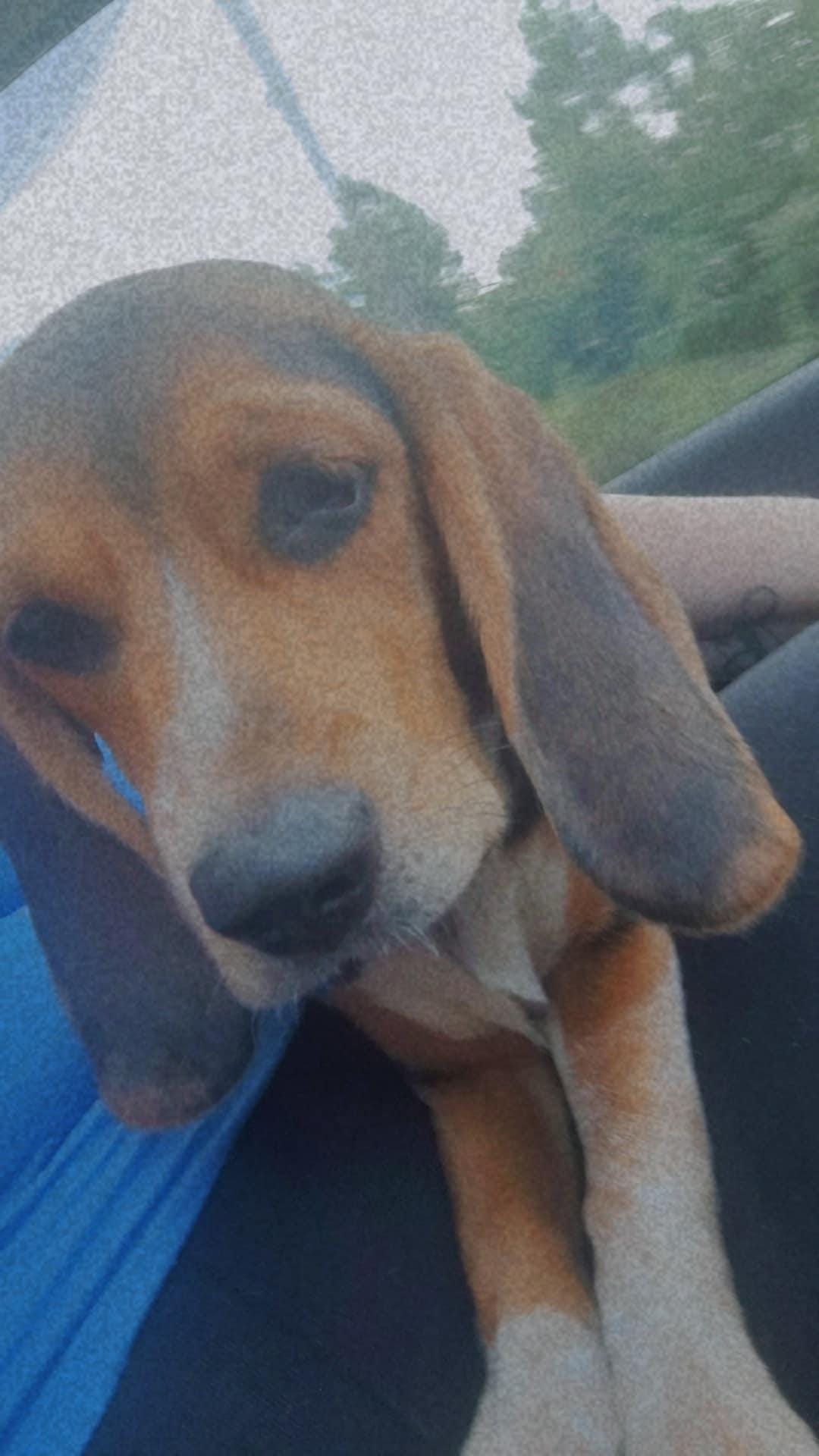 Adopt Meet Harper Finn – The Beagle with the Best Ears in Town! Today ...