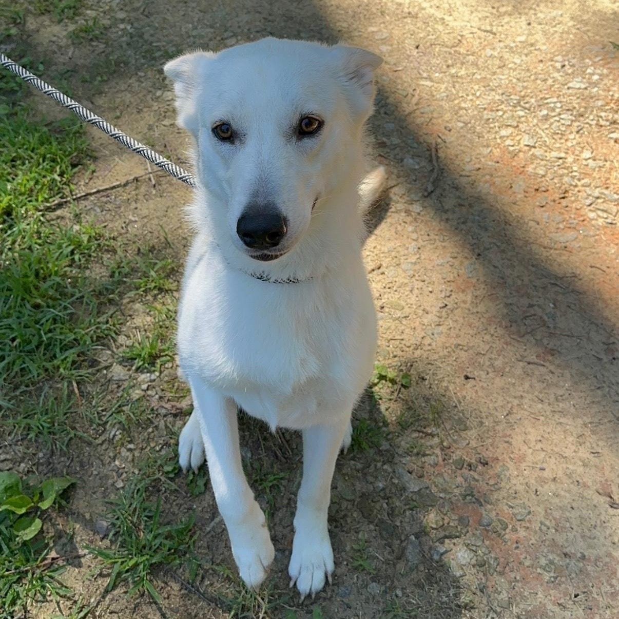 Adopt Ellie-Love bug! Today - Find Paw Pal