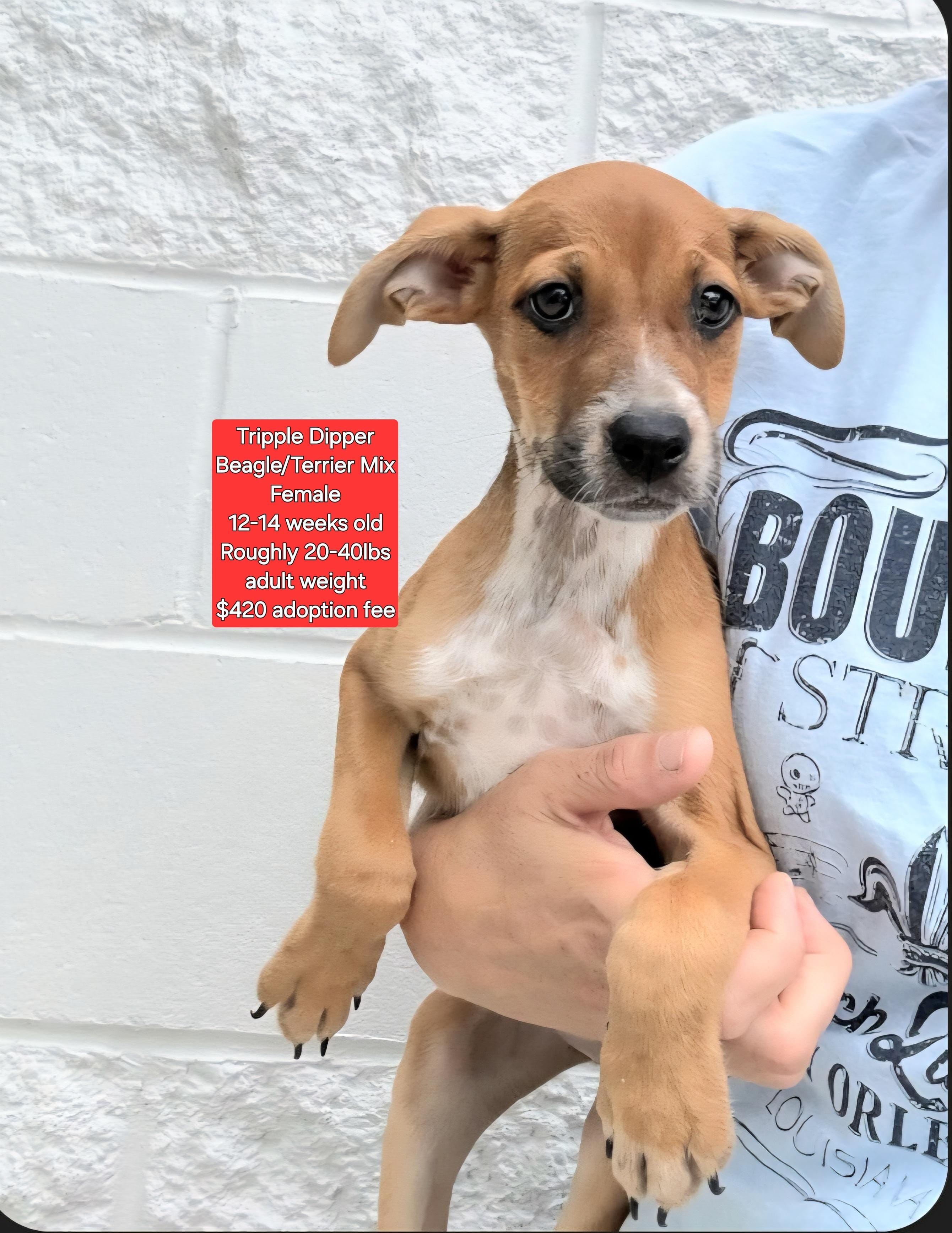Adopt Triple Dipper Today - Find Paw Pal