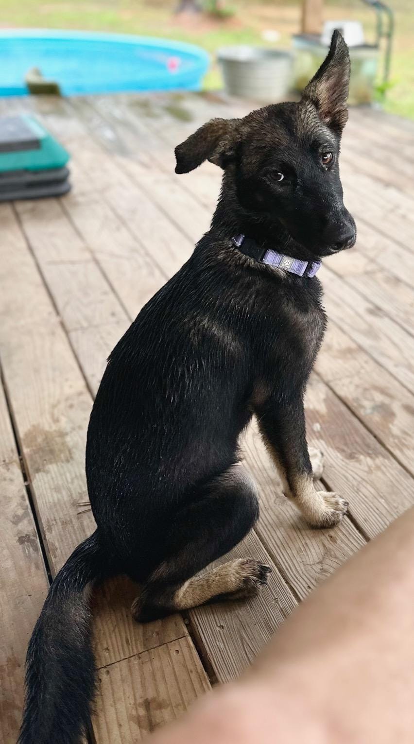 Adopt Jolene Today - Find Paw Pal