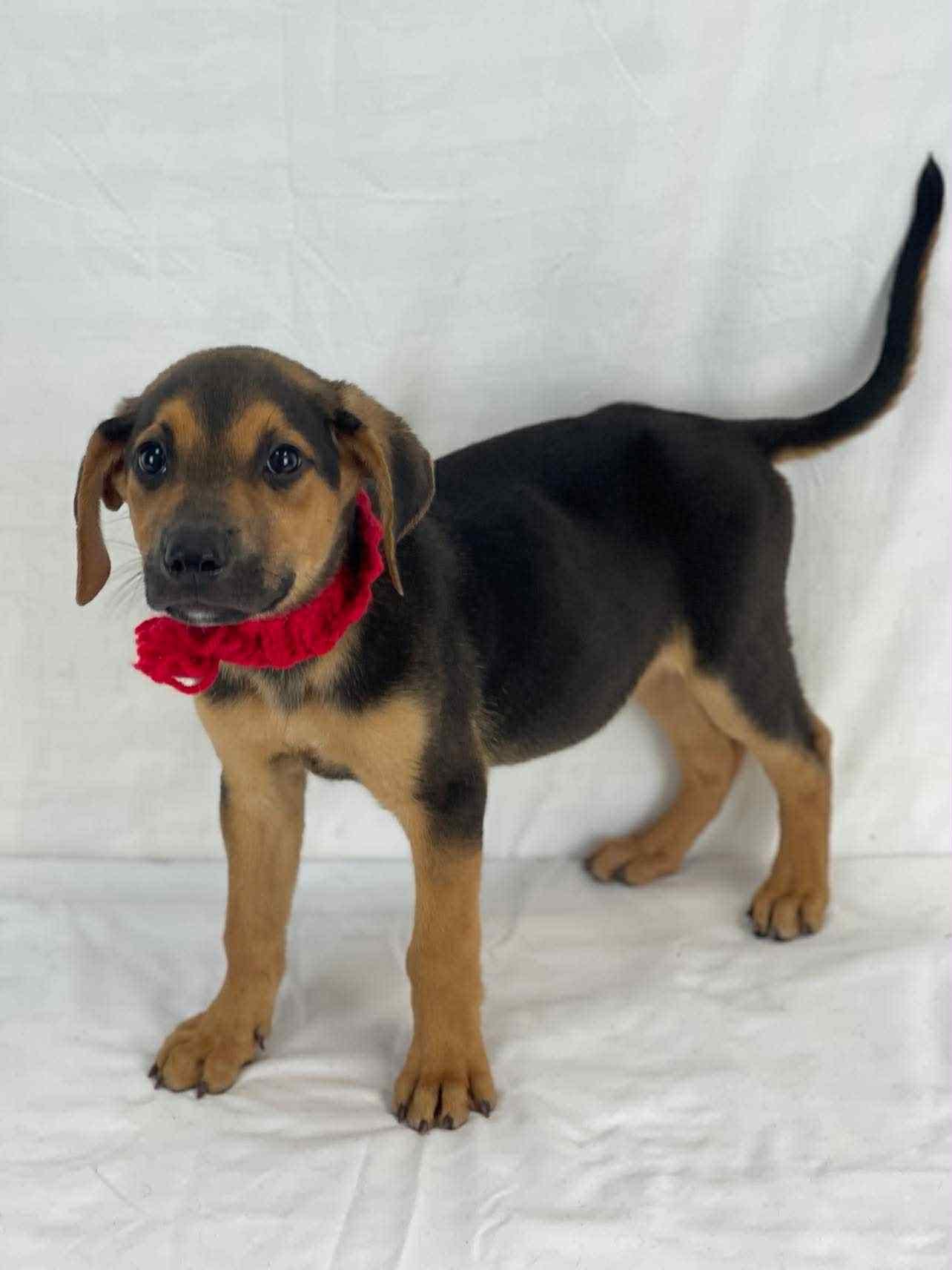 Adopt Foster Hudson! Today - Pets TheCountyOffice