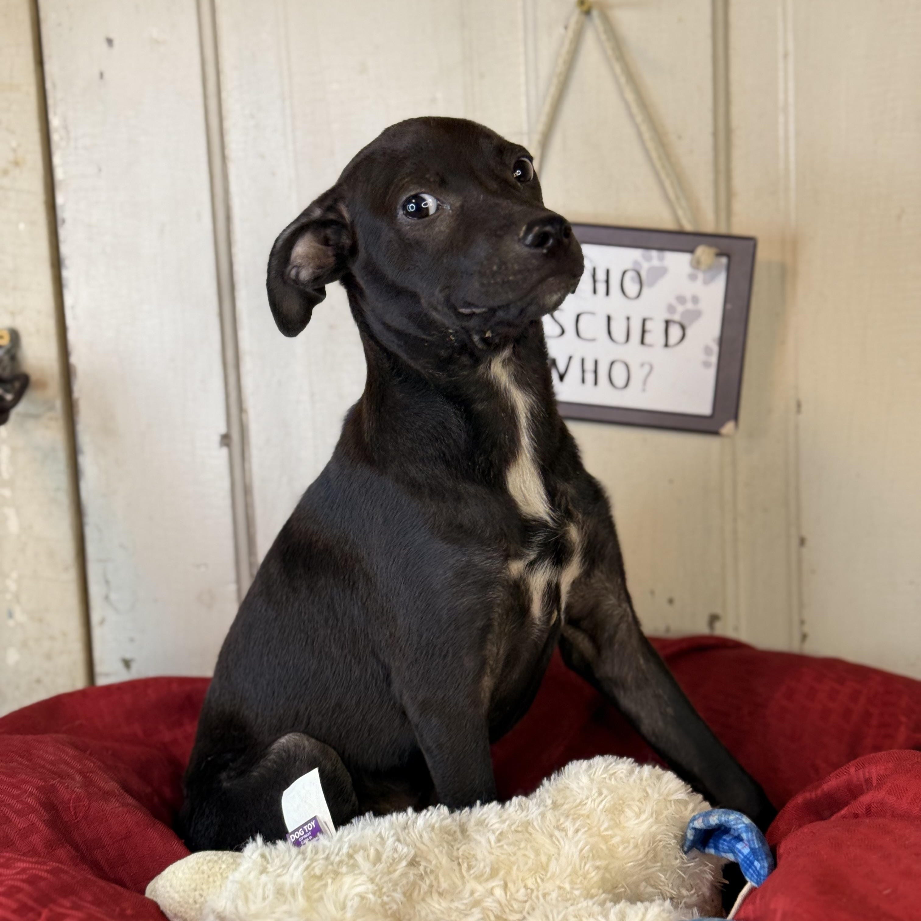 Adopt Jackson Today - Find Paw Pal