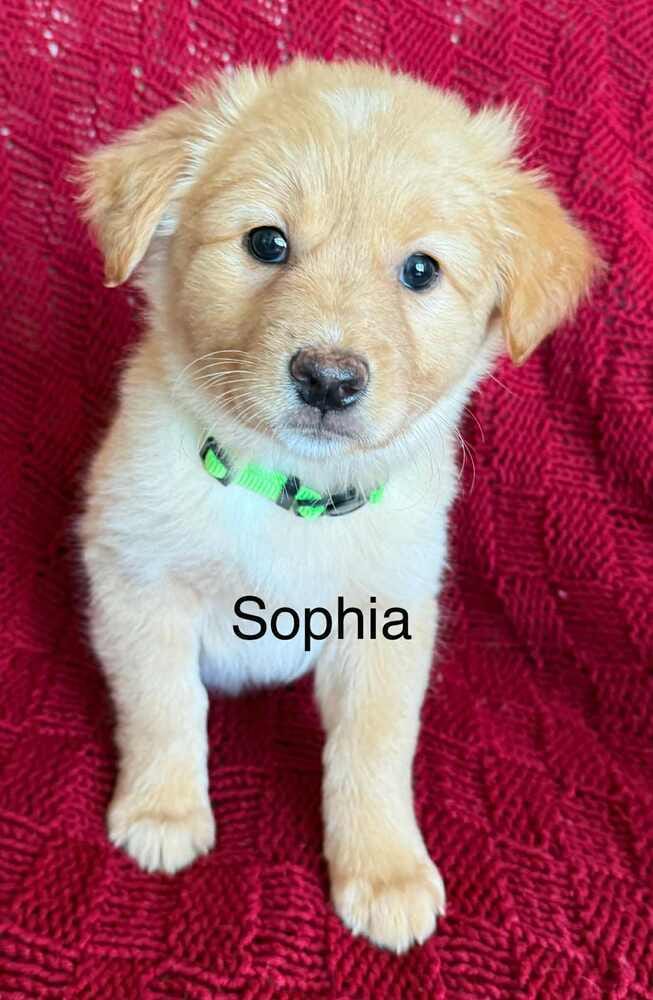 Adopt Paws R Us : Sophia Today - Find Paw Pal