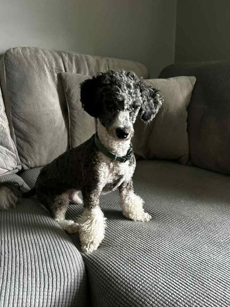 Adopt Nordie Today - Pets TheCountyOffice