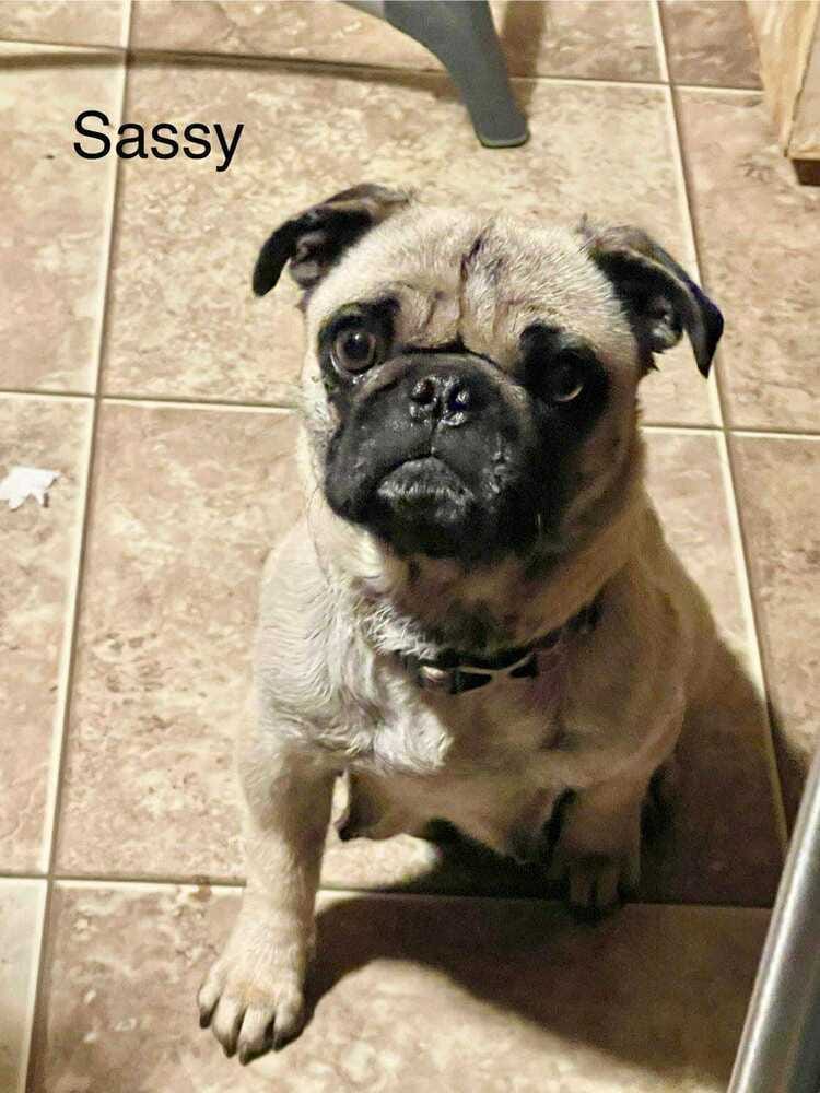 Adopt Miss Sassy Today - Pets TheCountyOffice