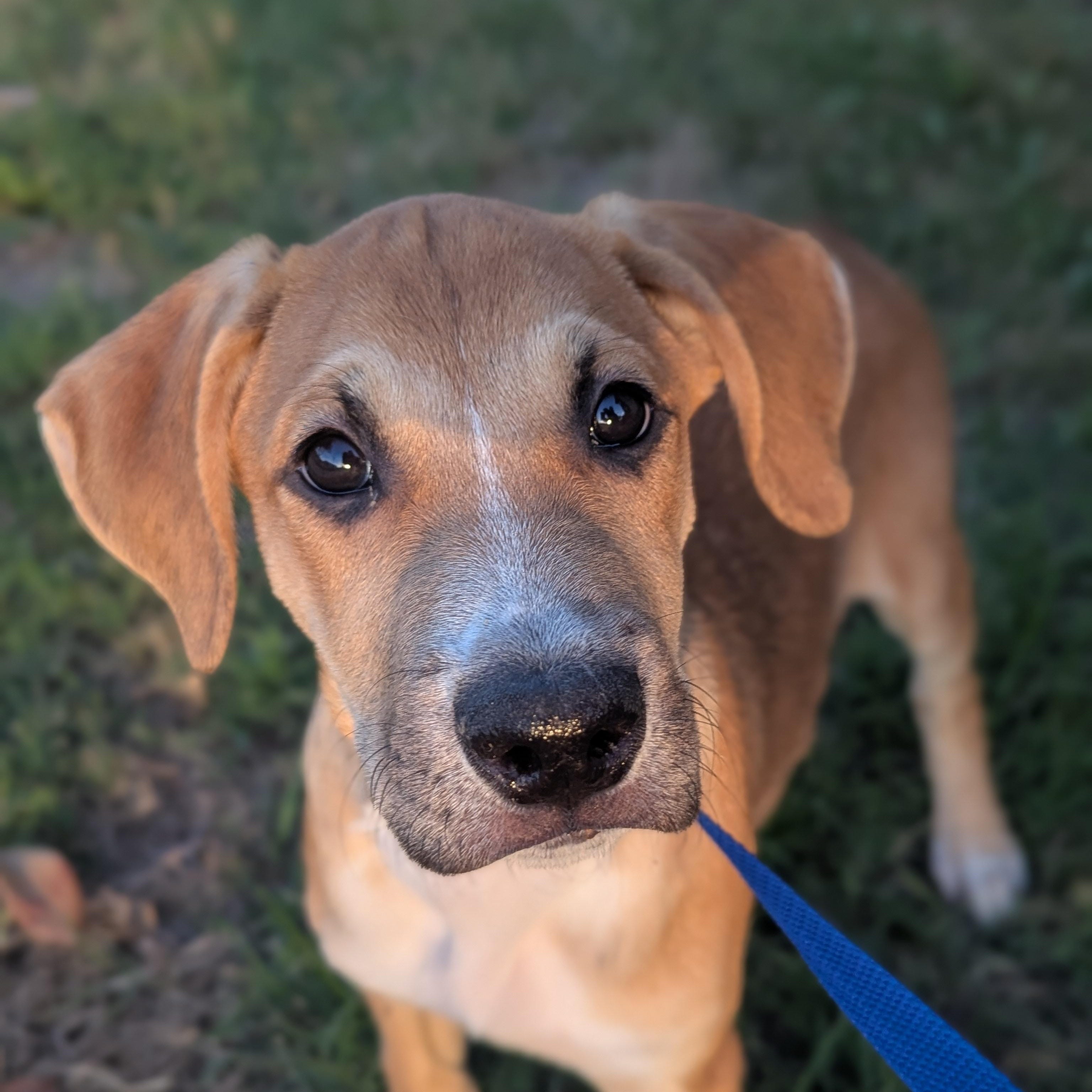 Adopt Peso Pluma Today - Find Paw Pal