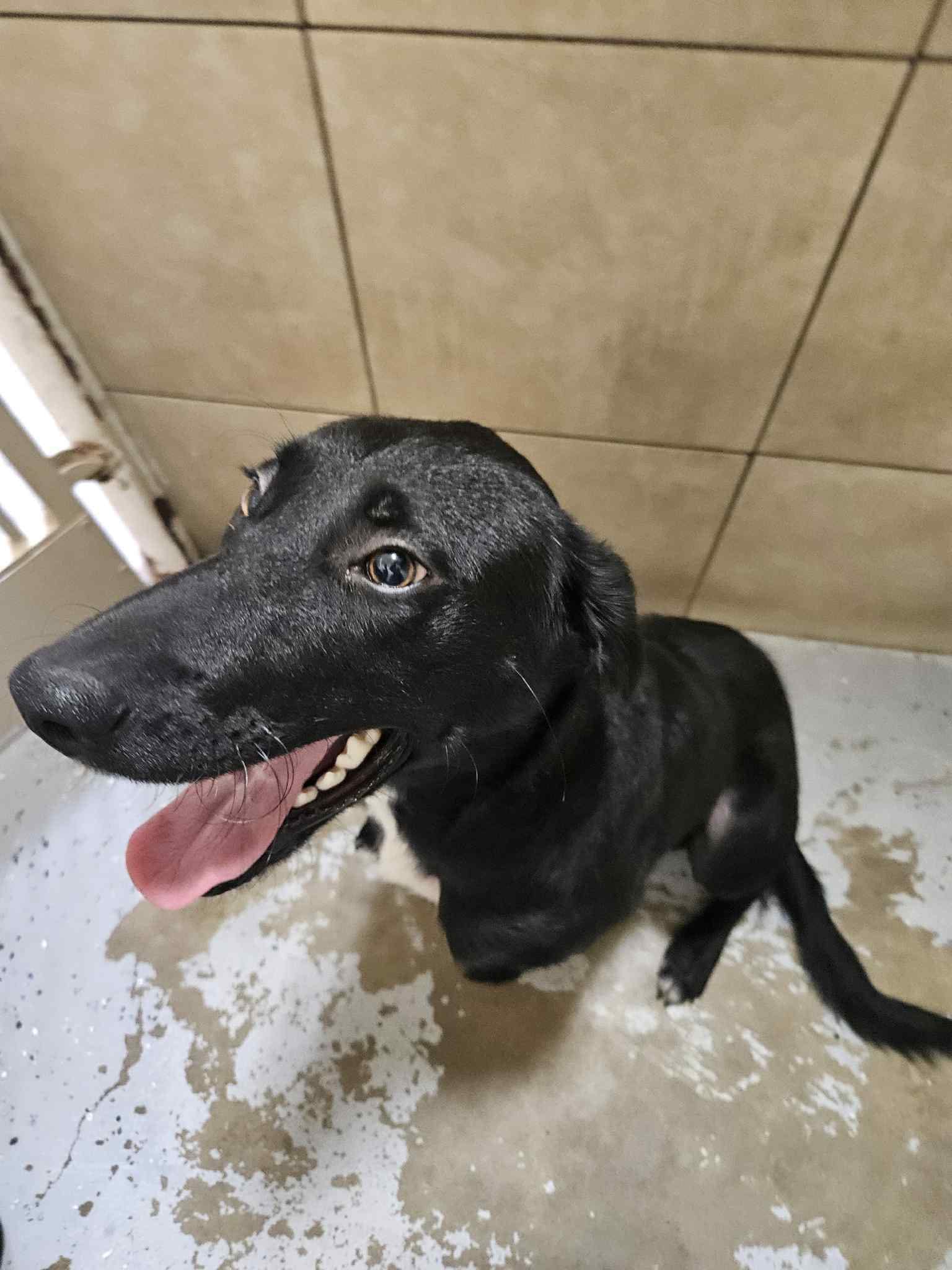 Adopt Denver Today - Pets TheCountyOffice