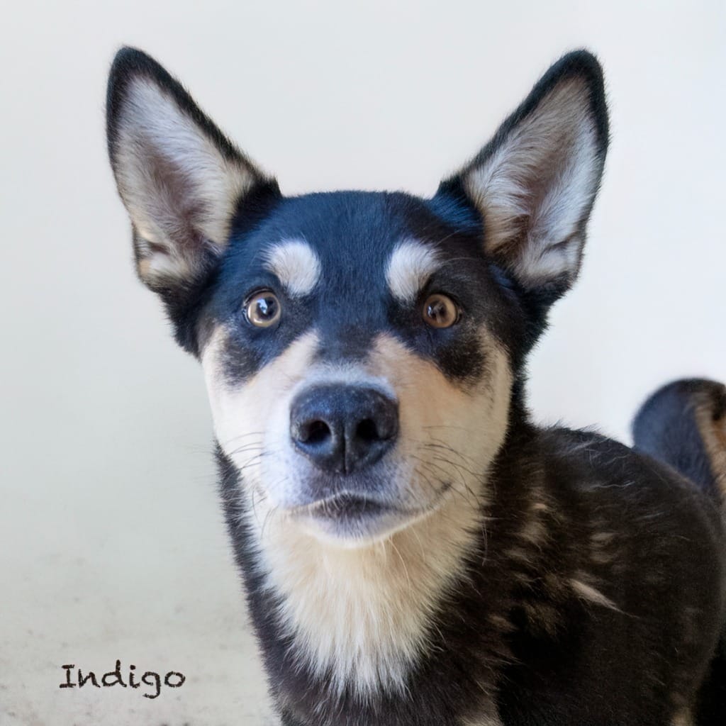 Adopt Indigo Today - Pets TheCountyOffice