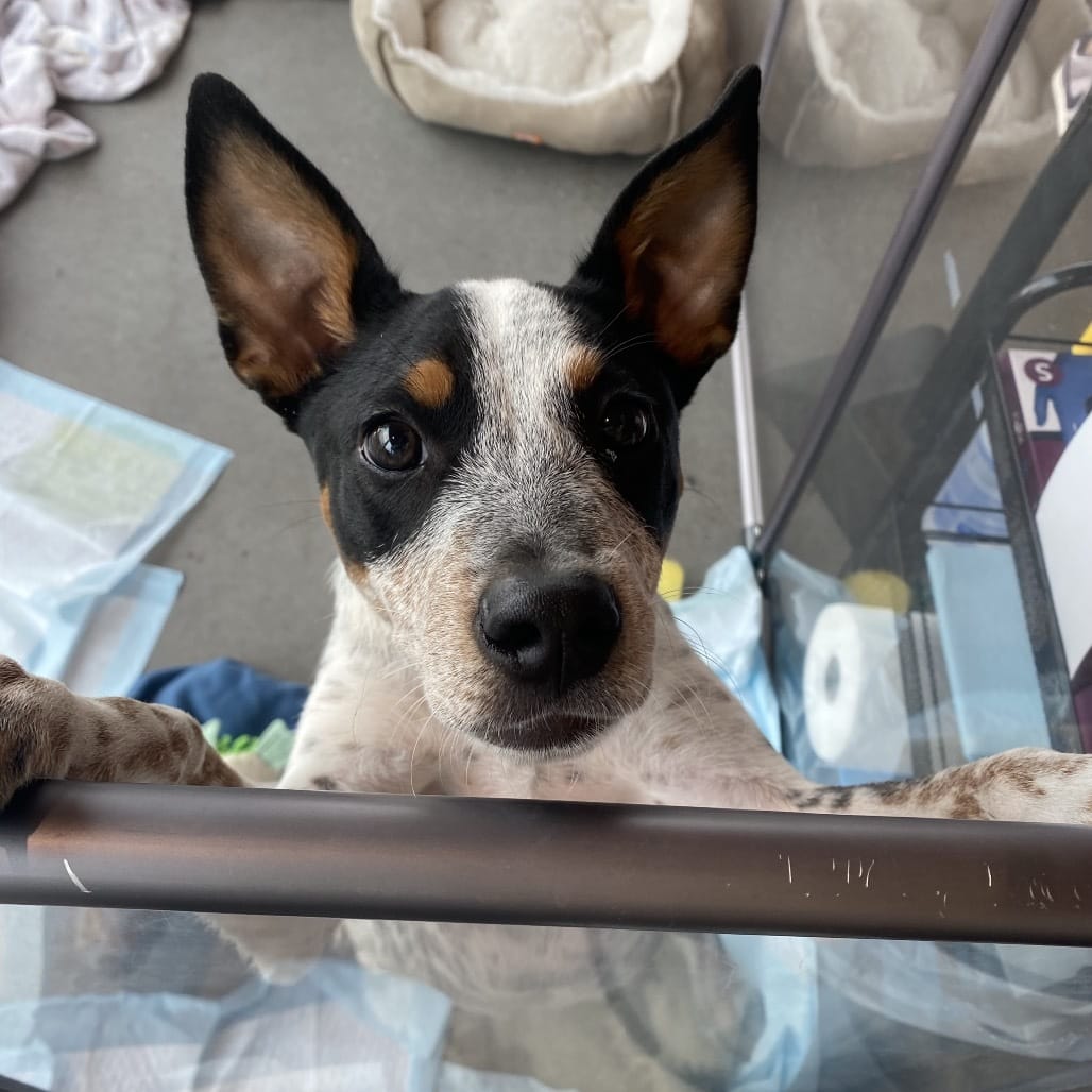 Adopt Michael Scott Today - Find Paw Pal