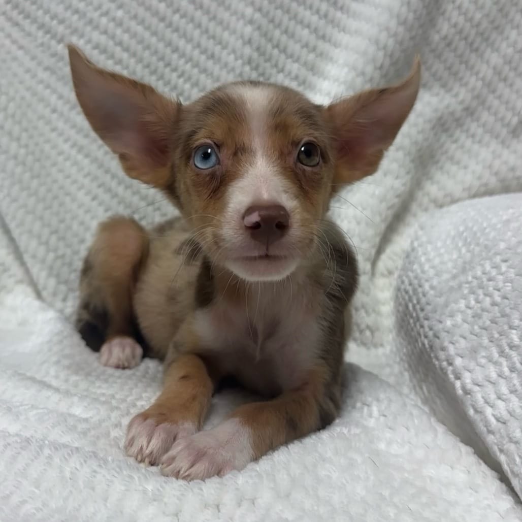 Adopt Muppet's Litter : Sweetums Today - Find Paw Pal