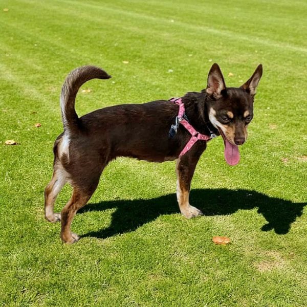 Adopt Gizmo (female) Today - Find Paw Pal