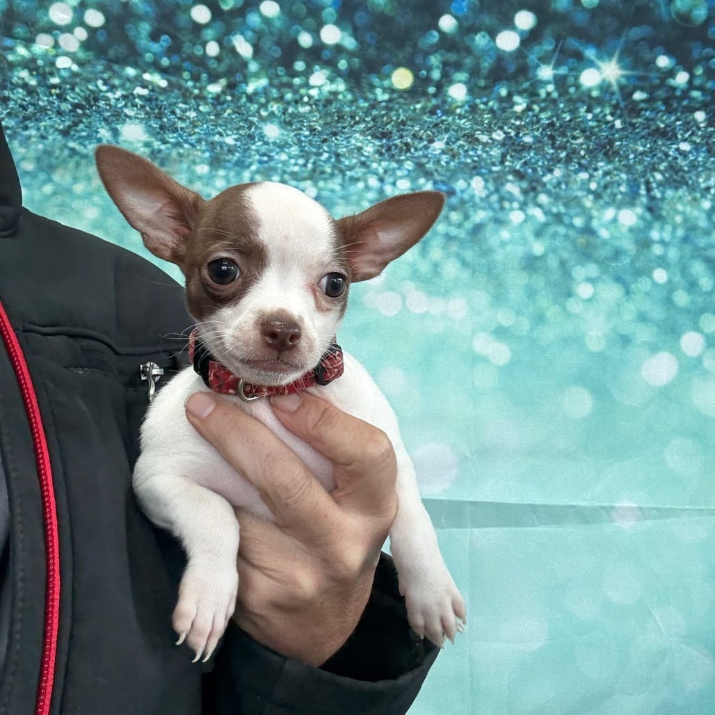 Adopt Nora Today - Pets TheCountyOffice