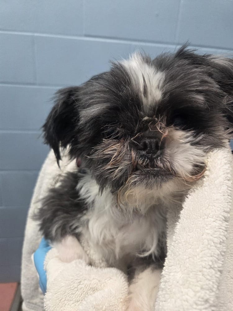 Adopt Tobi Today - Pets TheCountyOffice