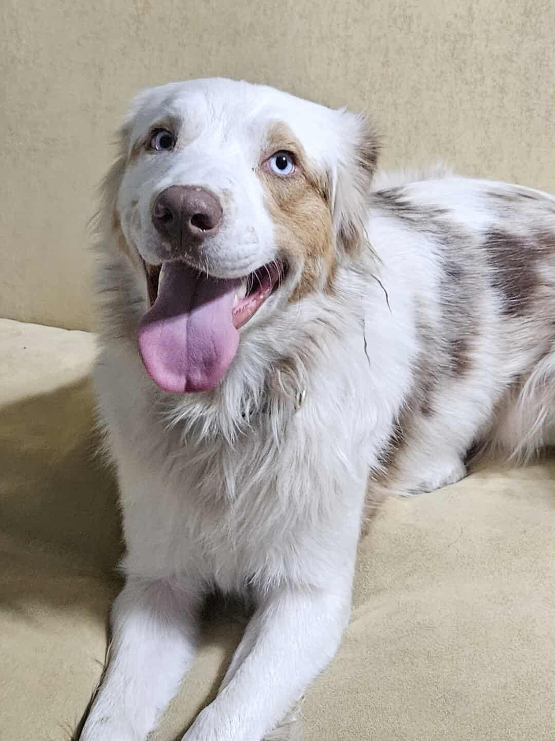 Adopt BLUEY Today - Pets TheCountyOffice